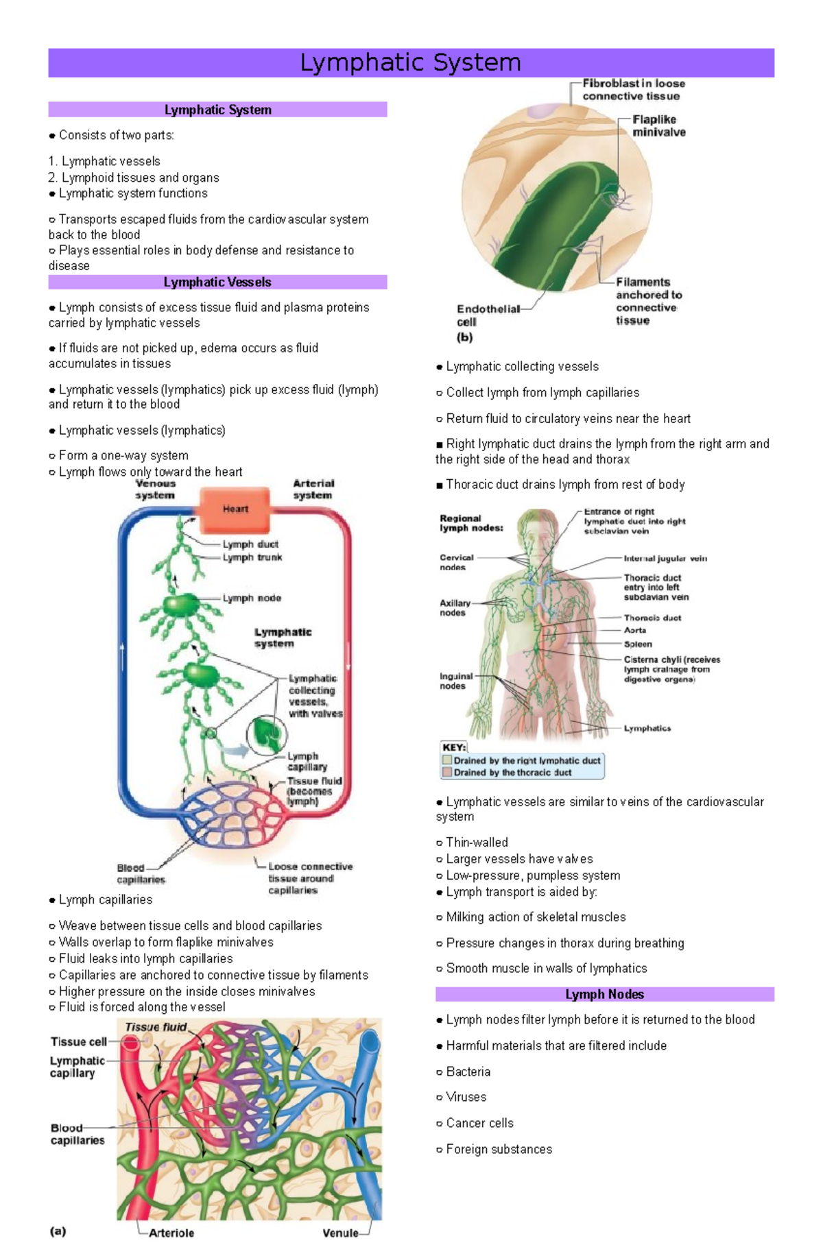 Lymphatic System - Studocu