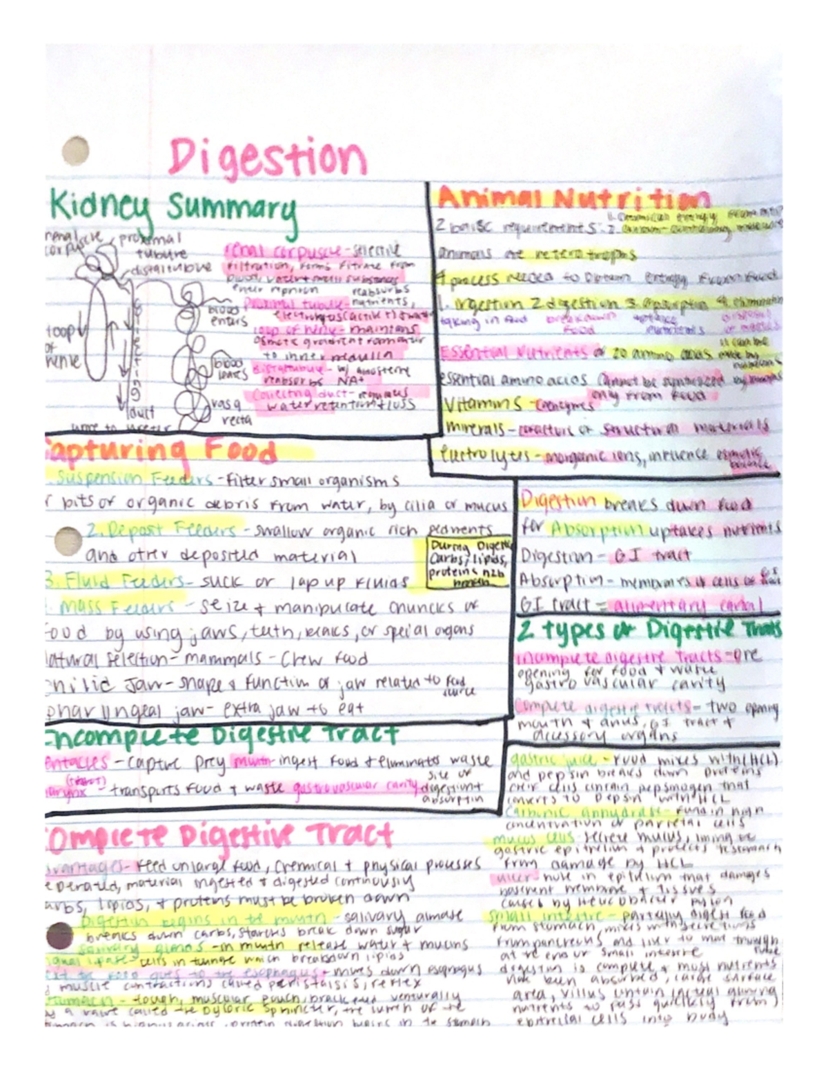 Digestion Summary - BIOL 112 - Studocu