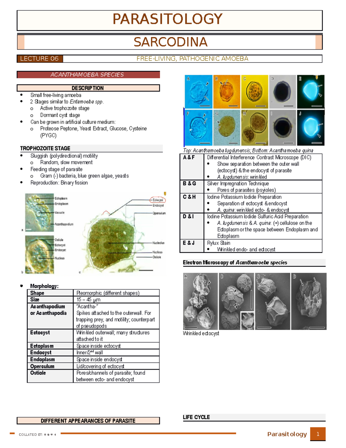 6 Free living PAthogenic Amoeba - PARASITOLOGY SARCODINA LECTURE 06 ...