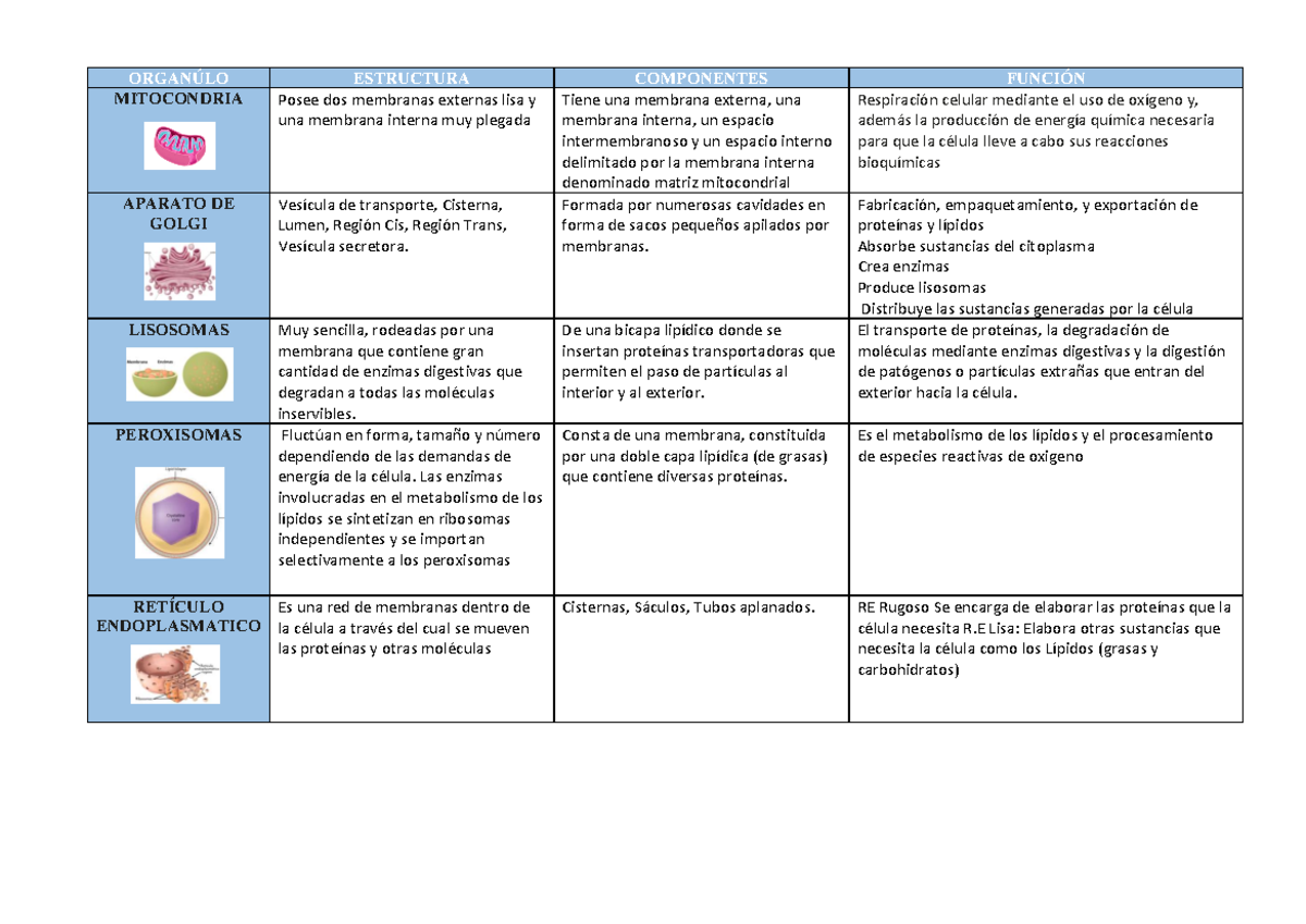 Organúlo - Orgánulo - ORGANÚLO ESTRUCTURA COMPONENTES FUNCIÓN ...