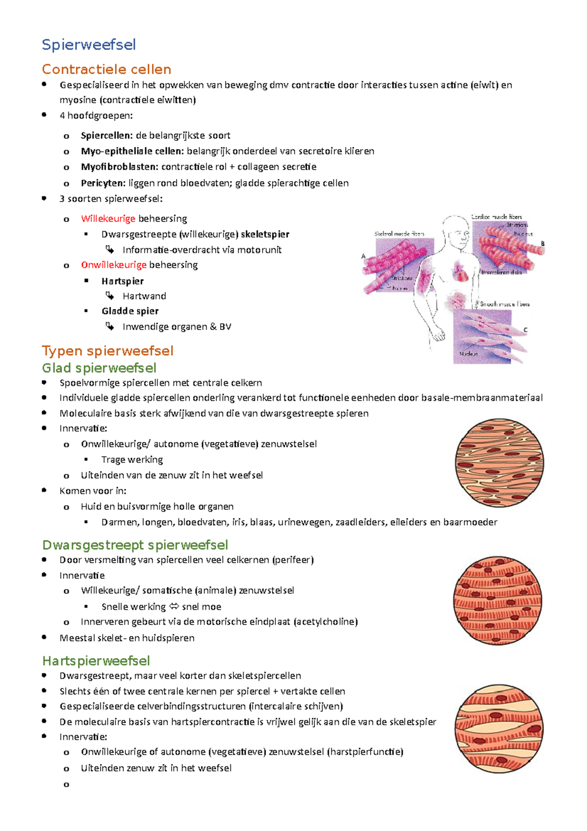 Weefselniveau spierweefsel - Spierweefsel Contractiele cellen ...