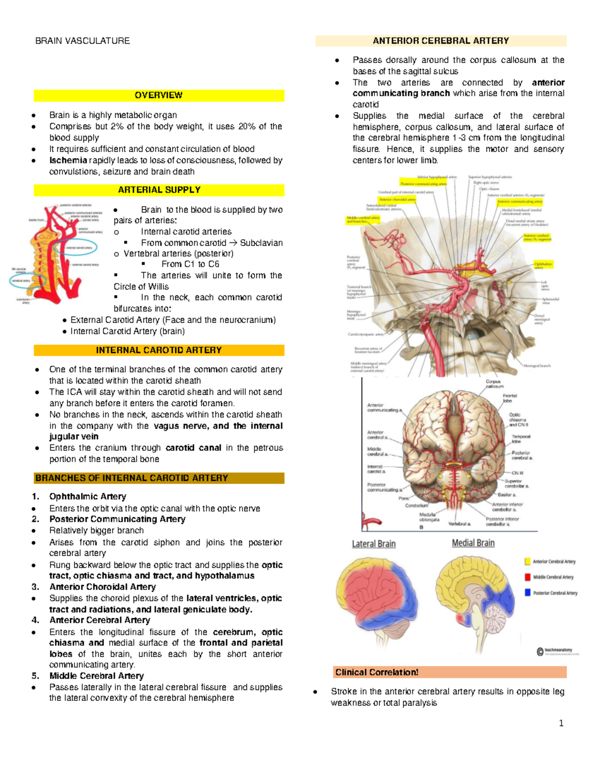 Brain Vasculature - Lecture notes 4 - BRAIN VASCULATURE OVERVIEW Brain ...
