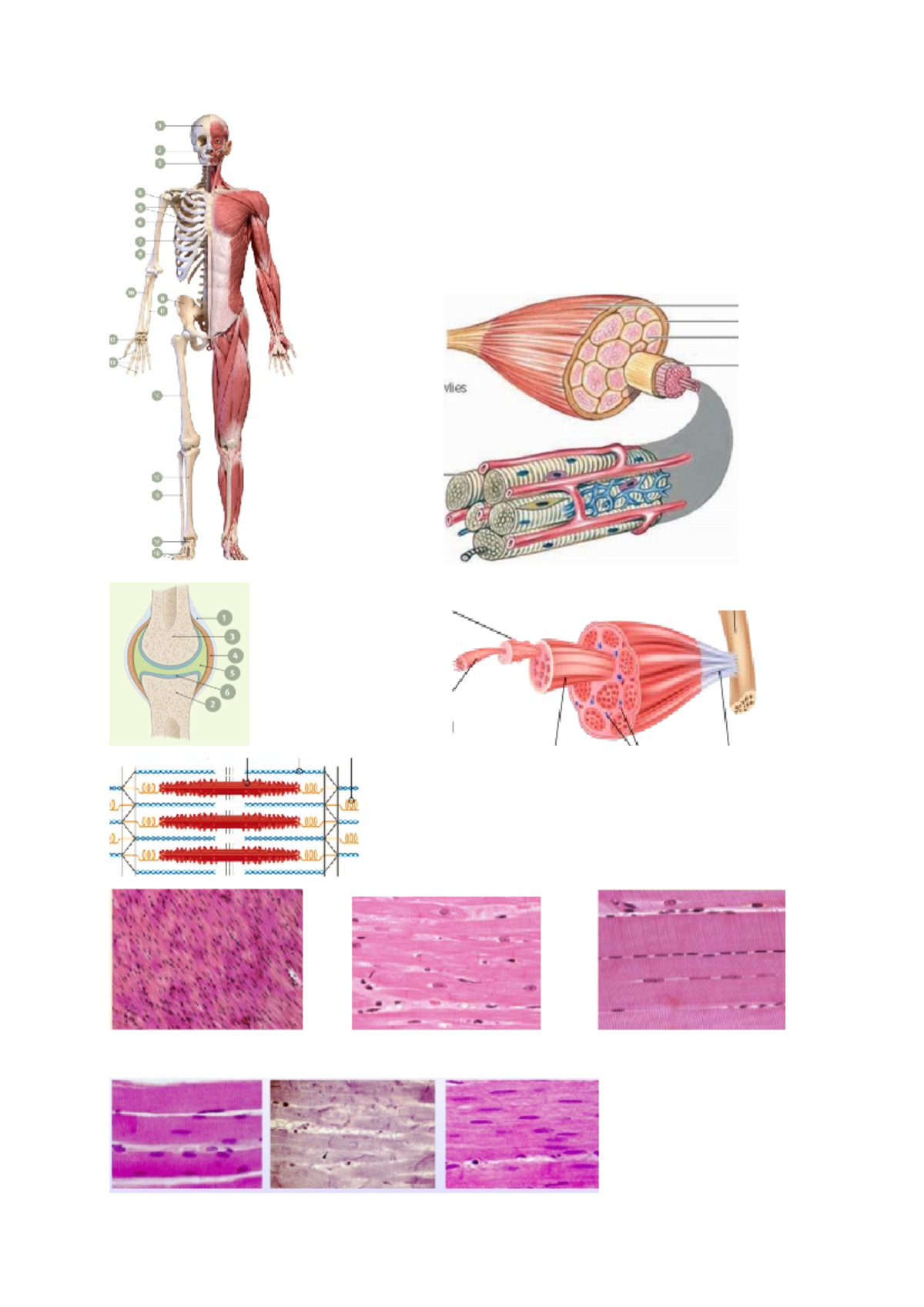 Biologie spieren en klieren anatomie fotos - JETLAG: Een jetleg is een ...