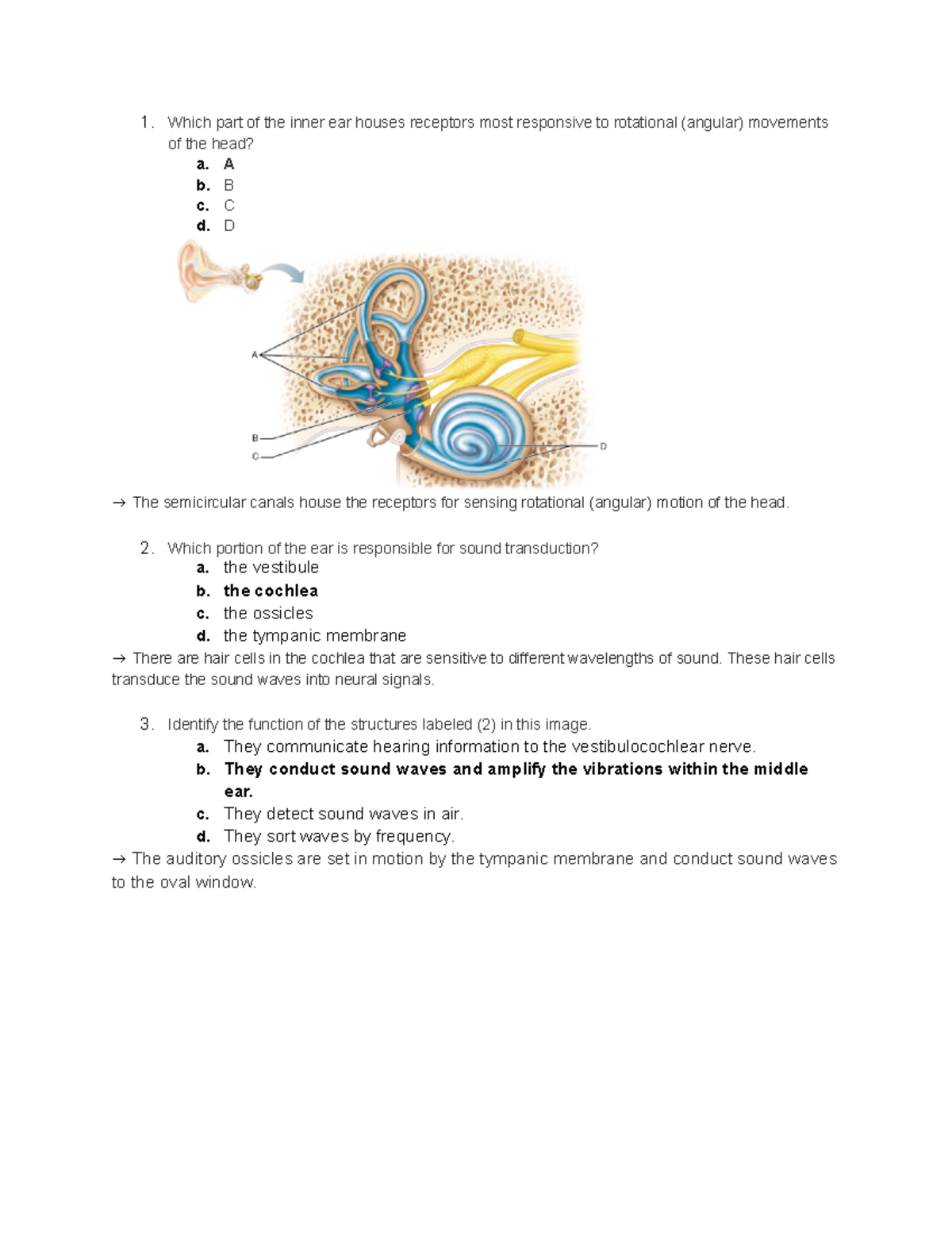 Chapter 15 Pearson Notes 1 Which Part Of The Inner Ear Houses chapter-15-pearson-notes-1-which-part-of-the-inner-ear-houses