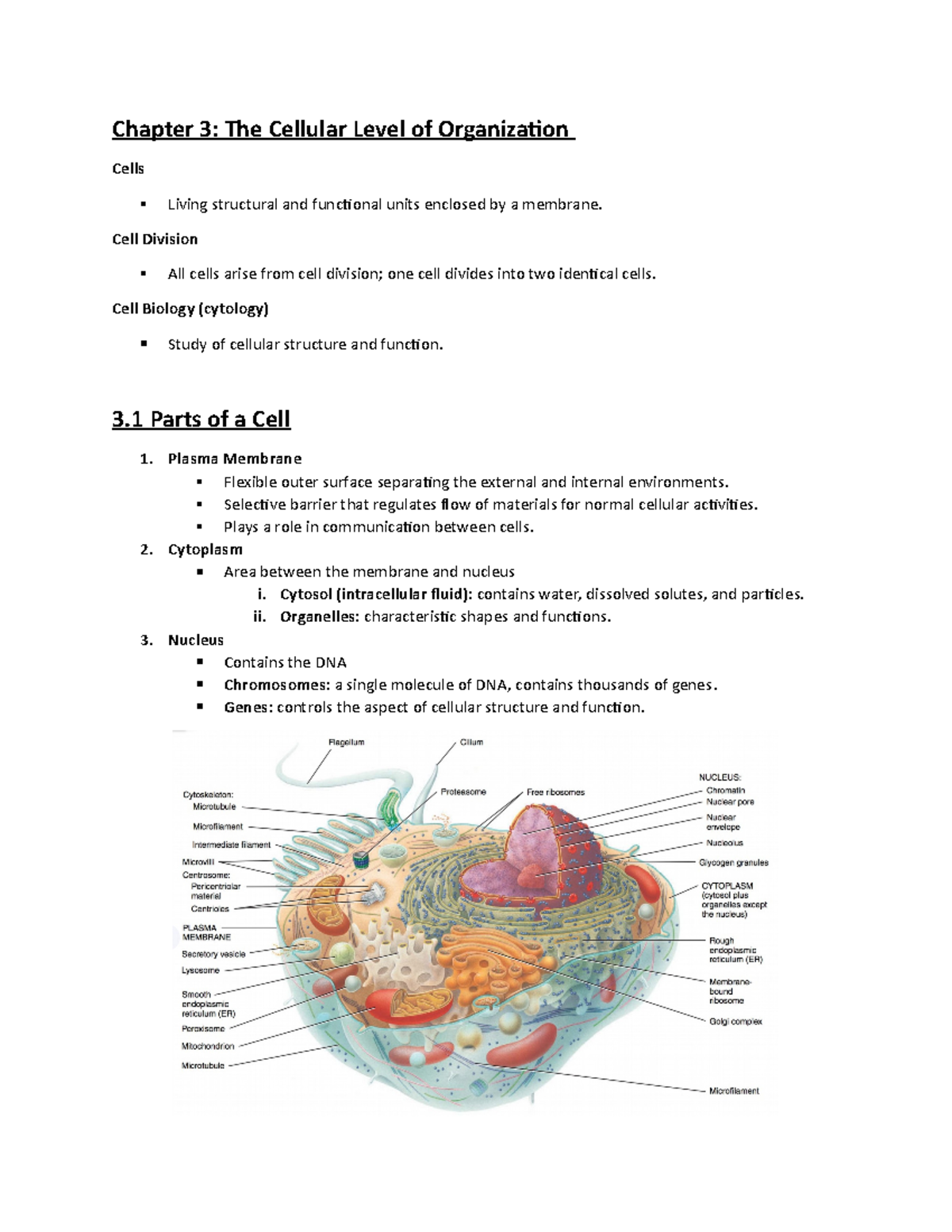 Chapter 3 The Cellular Level Of Organization Parts Of A Cell