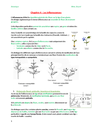 TP Devigne - FICHE TP BOTANIQUE Asteraceae Inflorescence en capitule ...