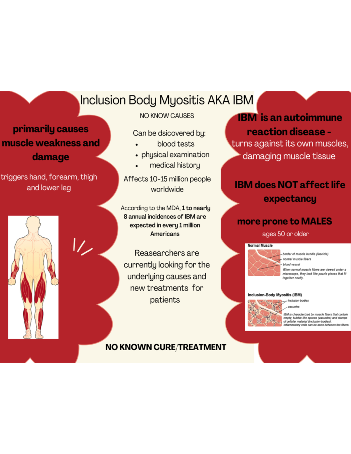 Muscle project (anatomy) - Studocu