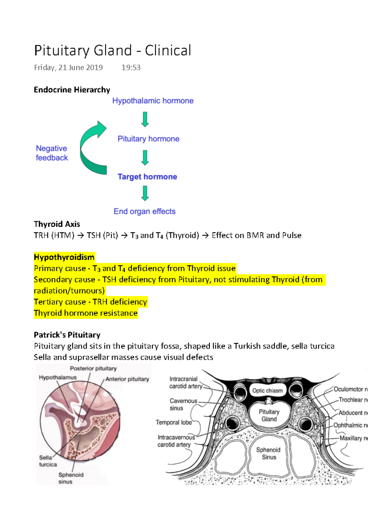 Pituitary Gland - Clinical - Endocrine Hierarchy Thyroid Axis TRH (HTM ...