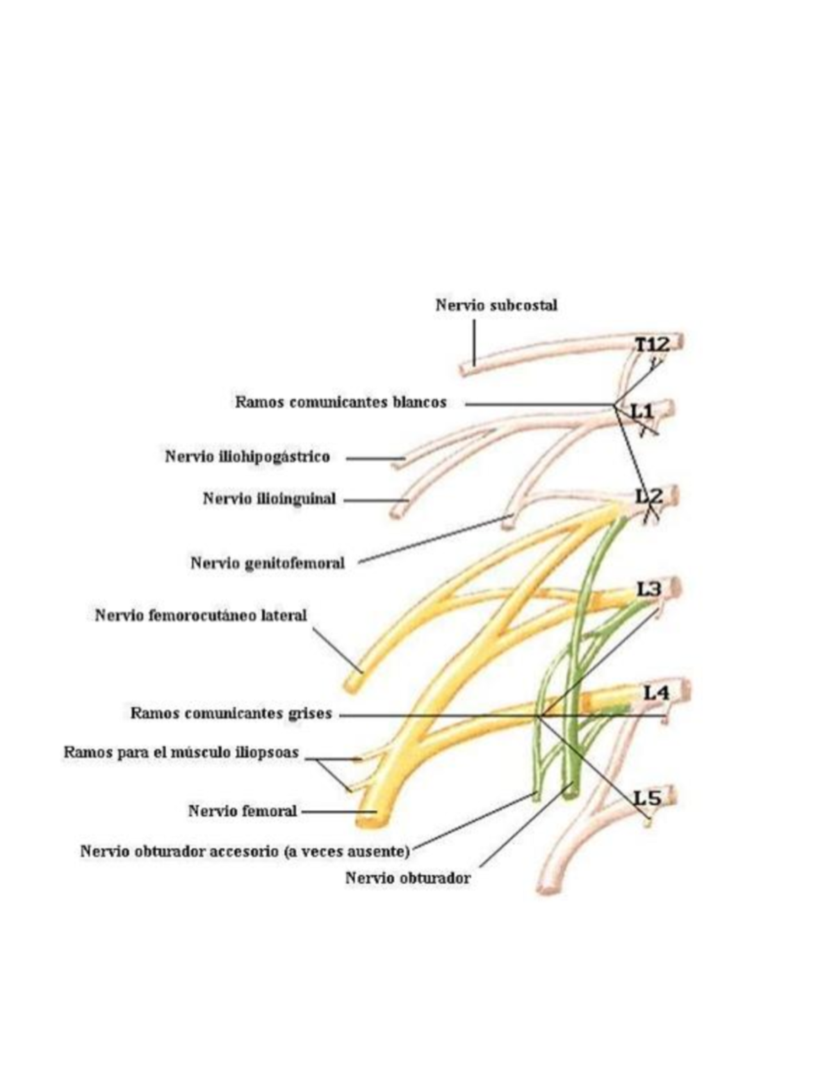 Diseccion plexo lumbar - Anatomía humana y disecciones - Studocu
