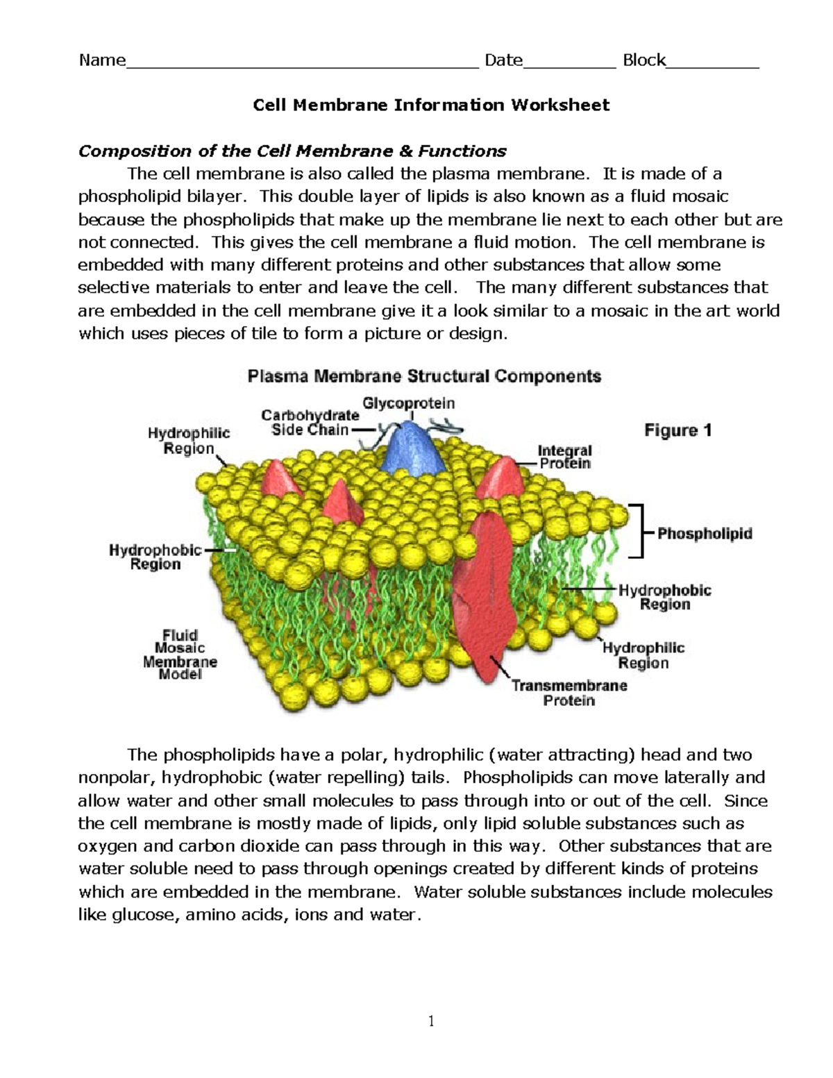 Cell membrane information worksheet - Name ...