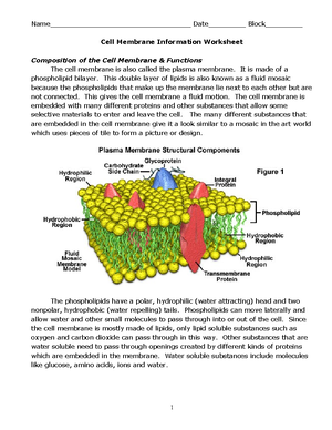 Enzymes- and villi - gOOD WORKSHEET - Enzymes Worksheet identify the ...