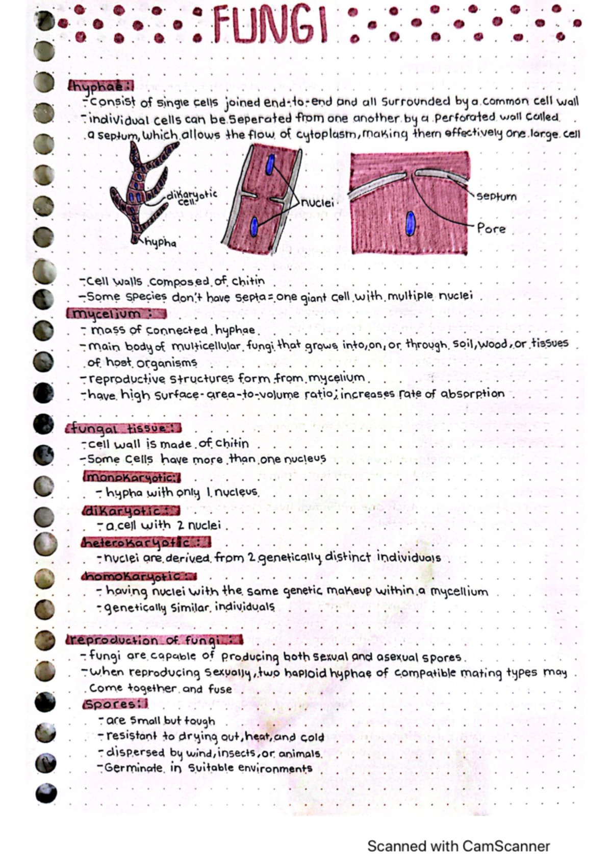 Fungi - FUNGI Hyphae of single cells joined end and all surrounded a ...