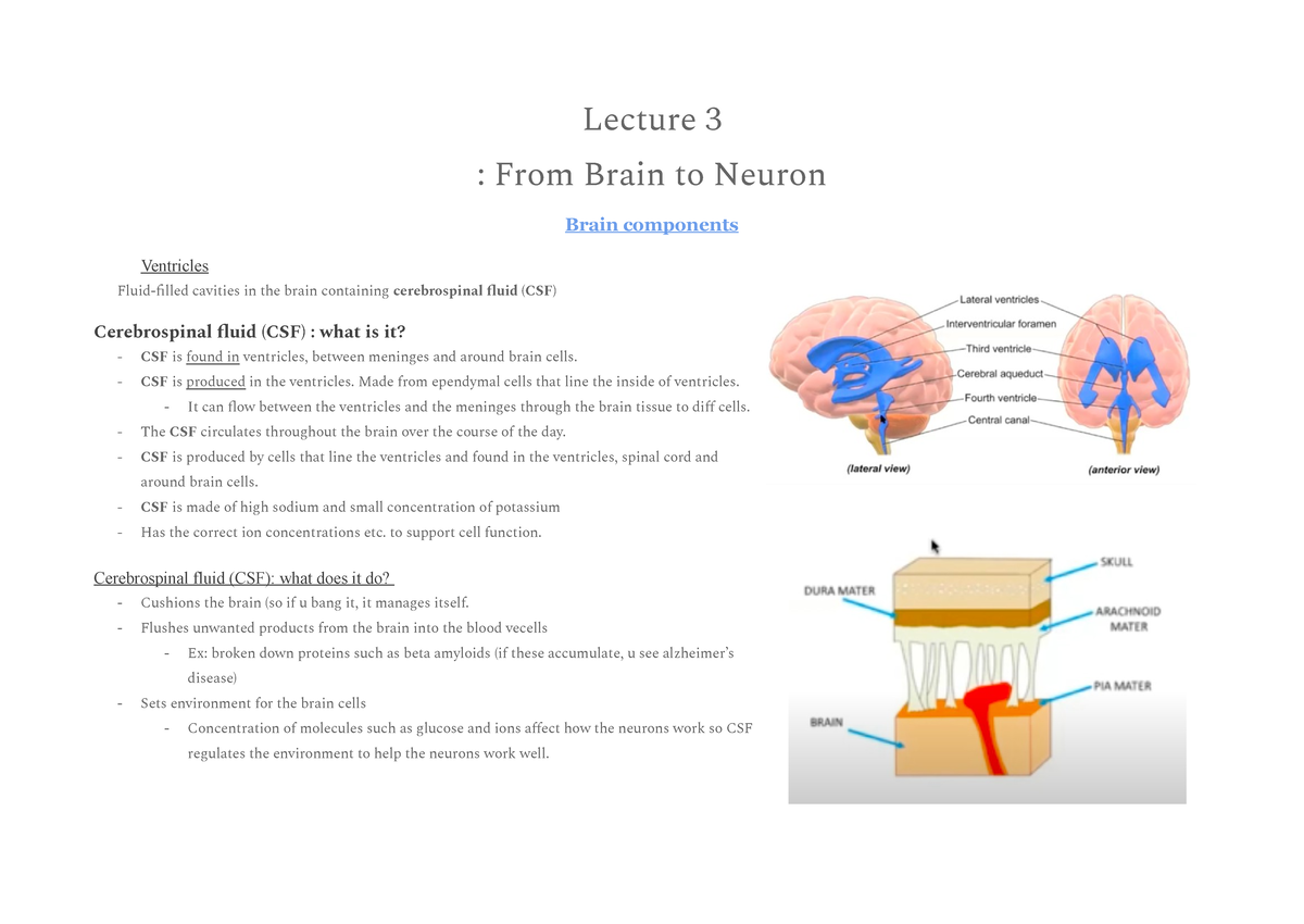 3. Brain to Neuron (w2) - Lecture notes 3 - Lecture 3 : From Brain to ...