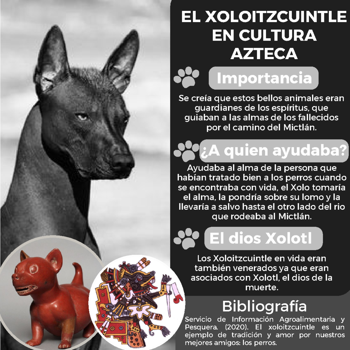Xoloitzcuintle El Perro Sagrado De Los Aztecas Kennel