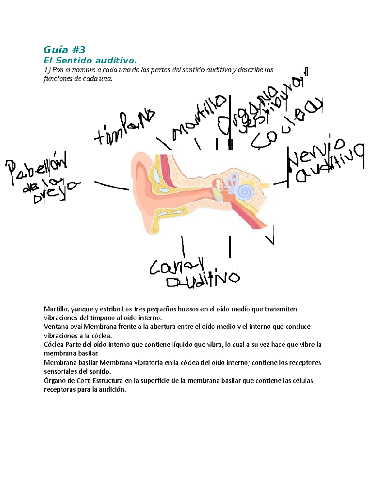 Tema 2 - informe - Guía El Sentido auditivo. 1) Pon el nombre a cada ...