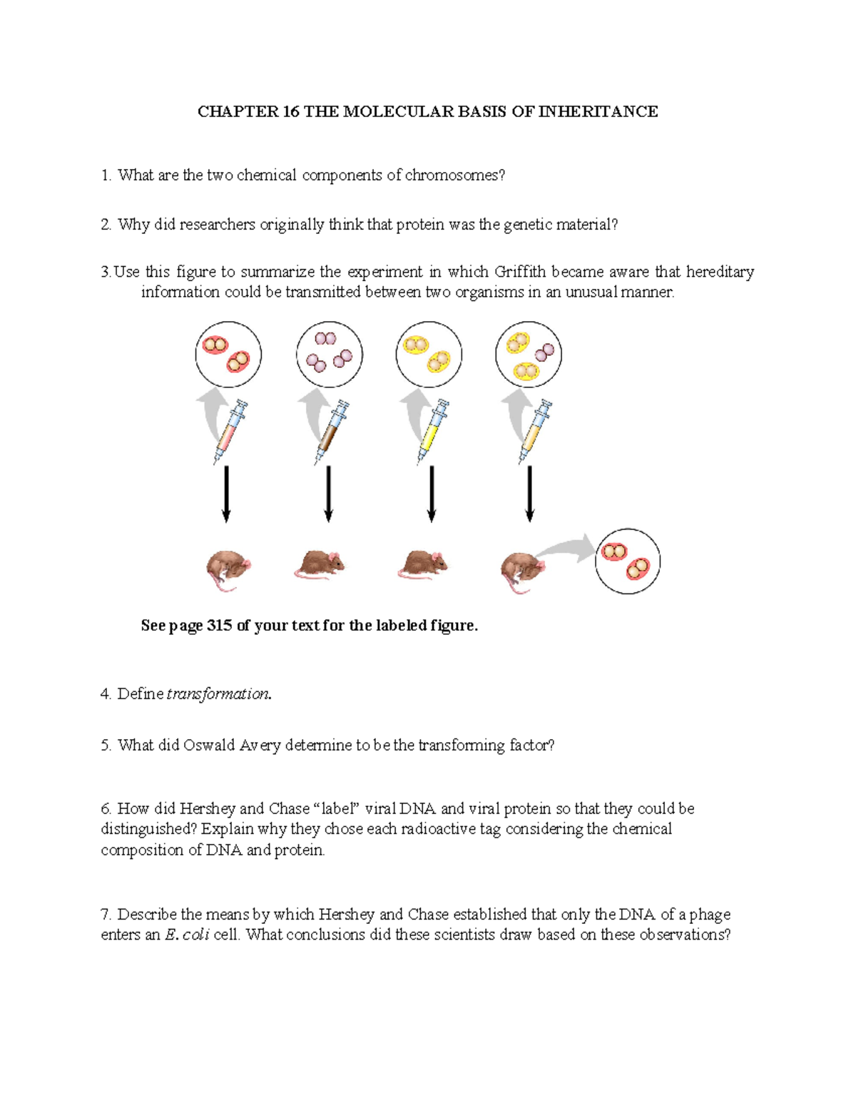 Chapter 16 participation work sheet - CHAPTER 16 THE MOLECULAR BASIS OF ...