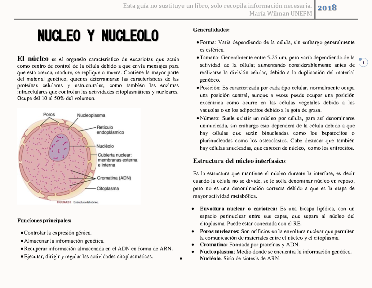 Nucleo Y Nucleolo - Mar Ã a Wilman - María Wilman UNEFM 2018 1 NUCLEO Y ...