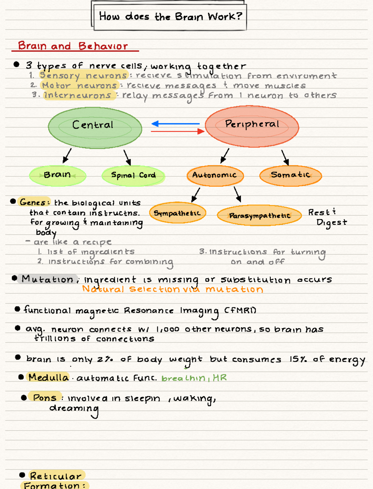 Brain and behavior - asdajknasd - How does the Brain Work Brain and ...