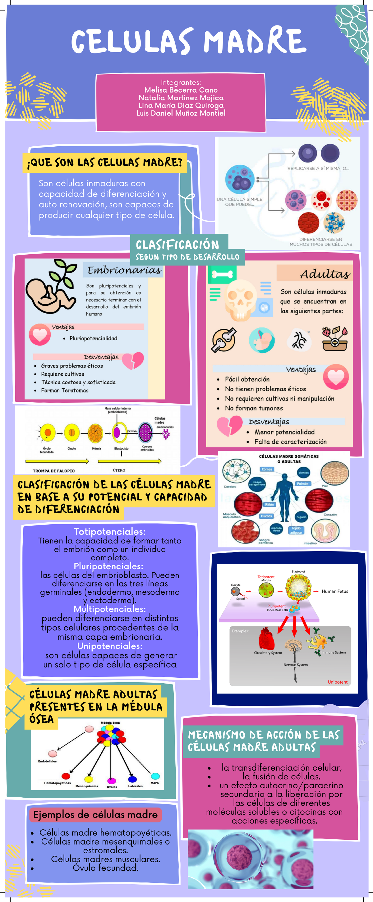 Celulas madre - Biologia - Studocu