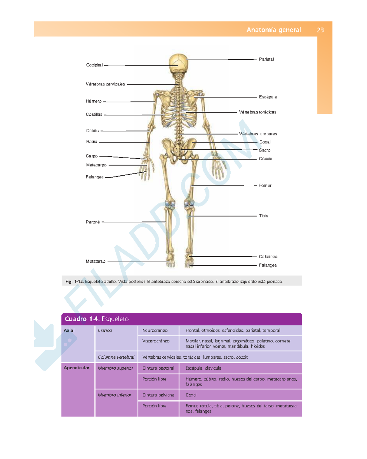 Tablas Pro - mlo - Anatomía general 23 Vértebras cervicales Húmero ...