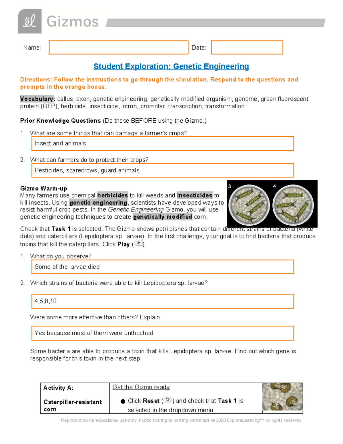 Gizmos Genetic Engineering - Name: Date: Student Exploration: Genetic ...
