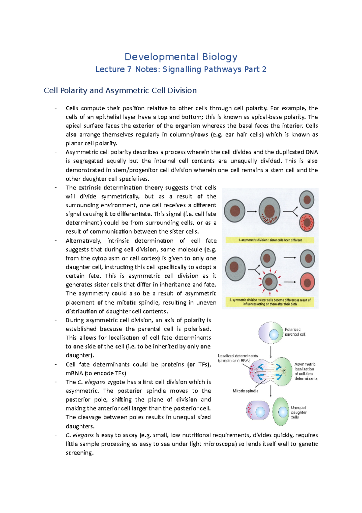 Lecture 7 Notes (Signalling Pathways Part 2) - Developmental Biology ...