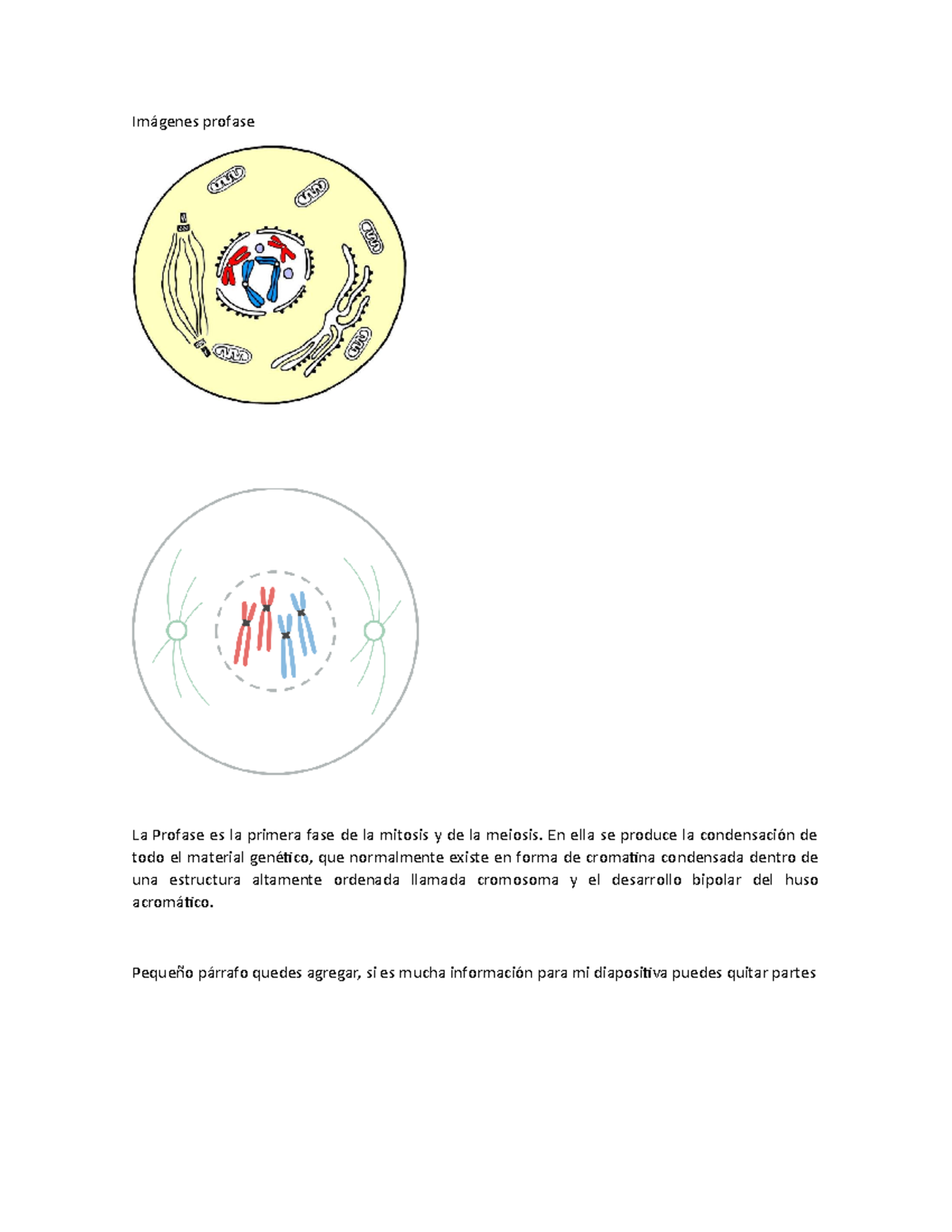 Imágenes profase - Biología Celular y Molecular - Imágenes profase La ...