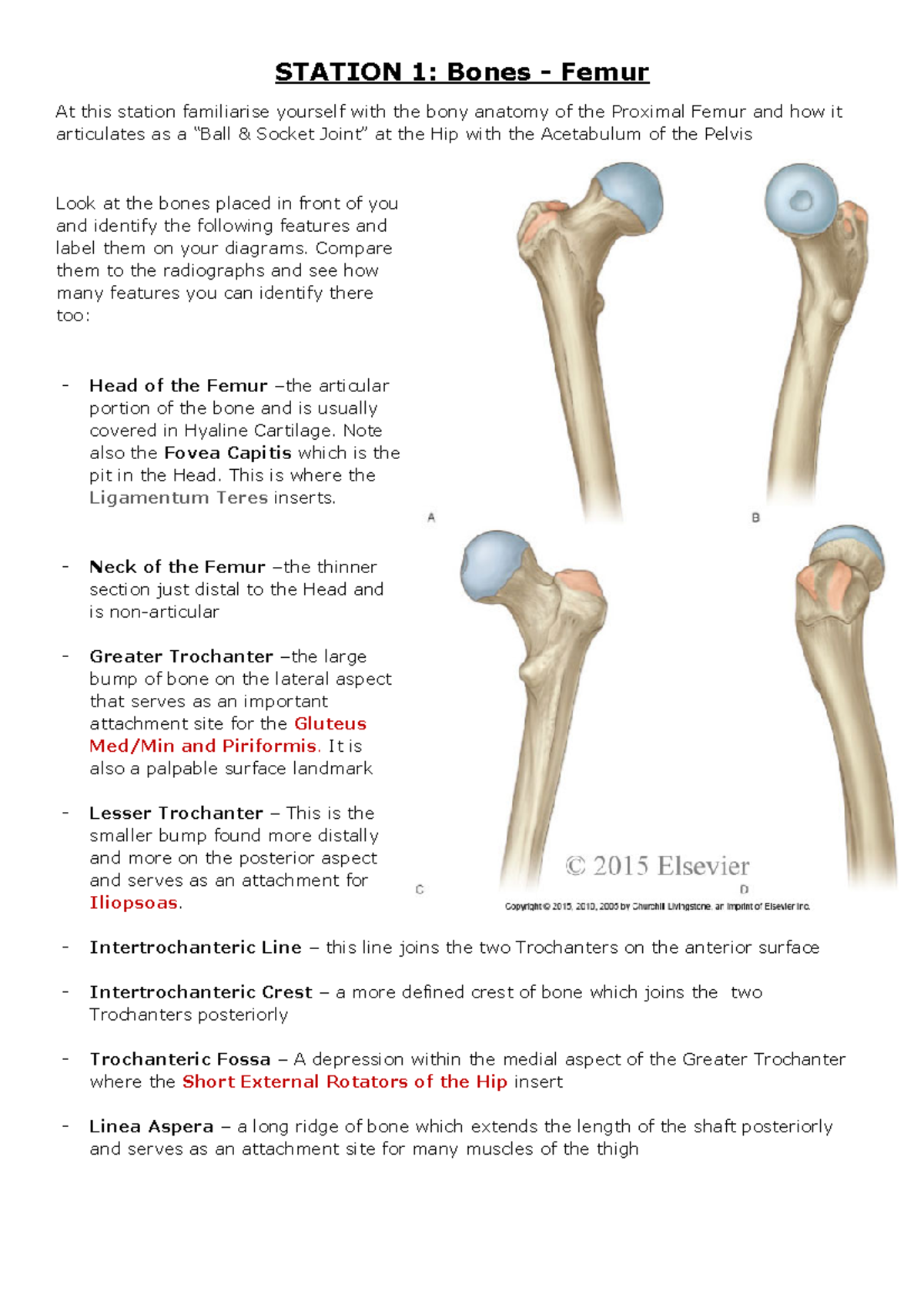 Greater Trochanter Landmark