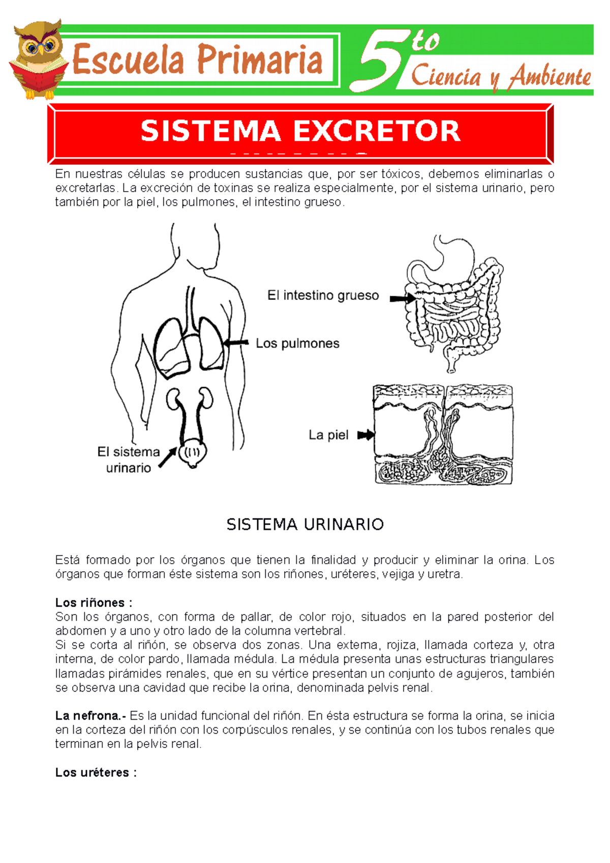 Sistema Excretor Humano para Quinto de Primaria - En nuestras células se producen sustancias que ...