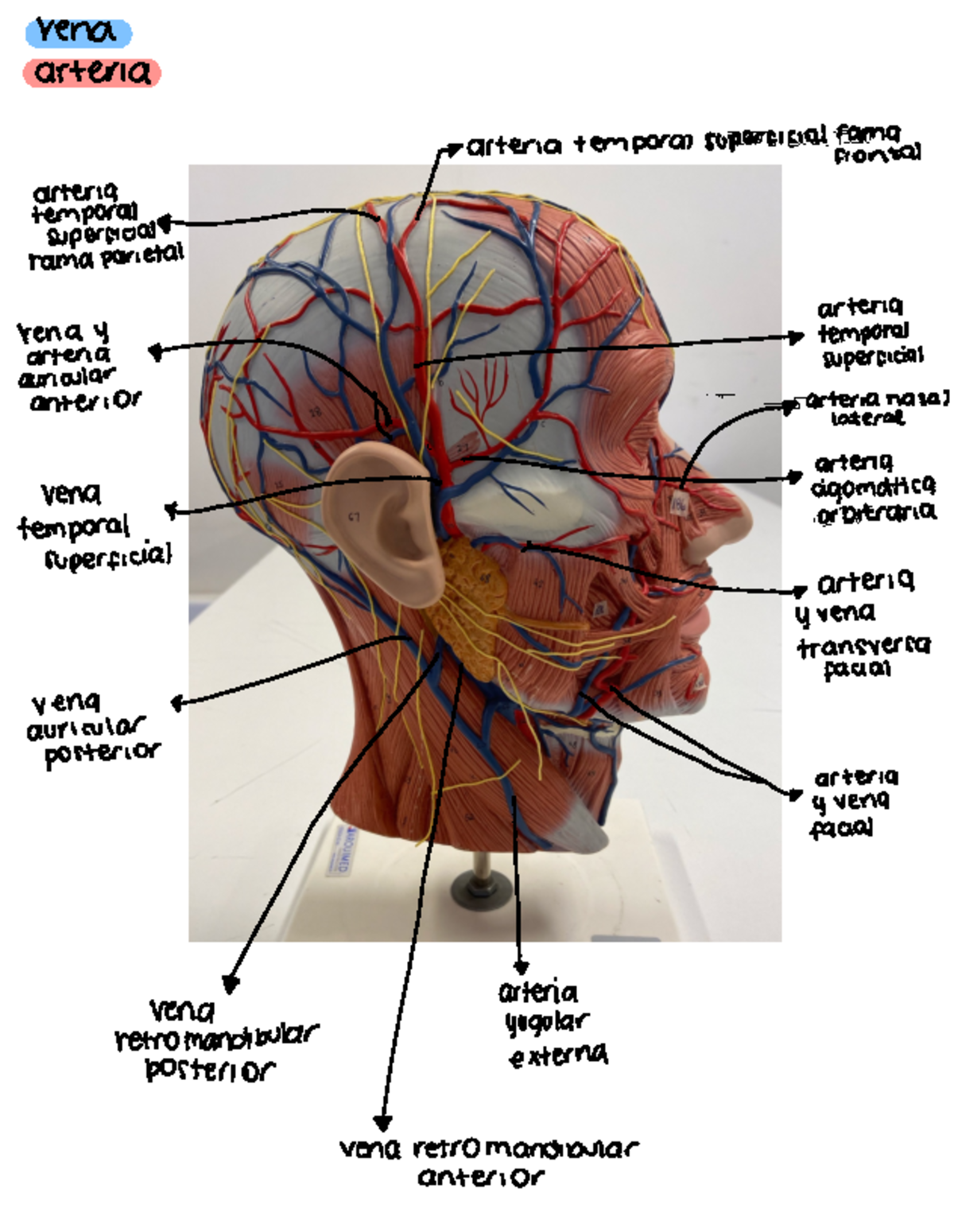 EVA 3 Fisiología - vena arteria [ arteria temporal superficial rama ...