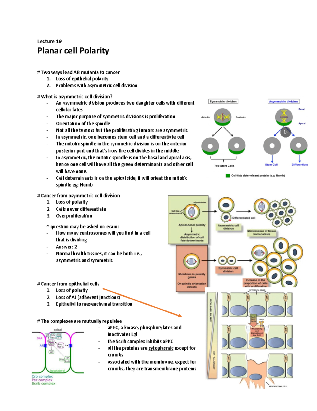 Lecture 19 AB Polarity - Mindy McCarville Fall 2021 - Lecture 19 Planar ...