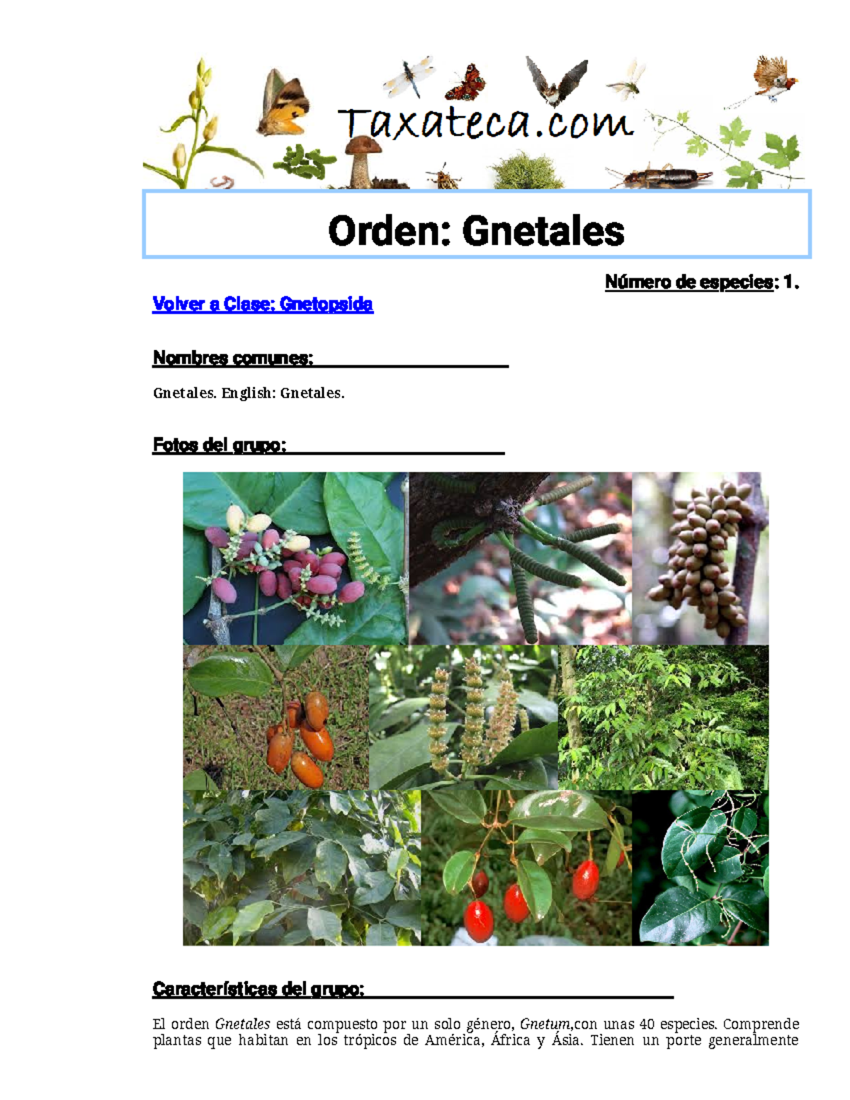 Order Gnetales - Botanica - VOLVER AL INICIO DE LA COLECCIÓN Número de ...