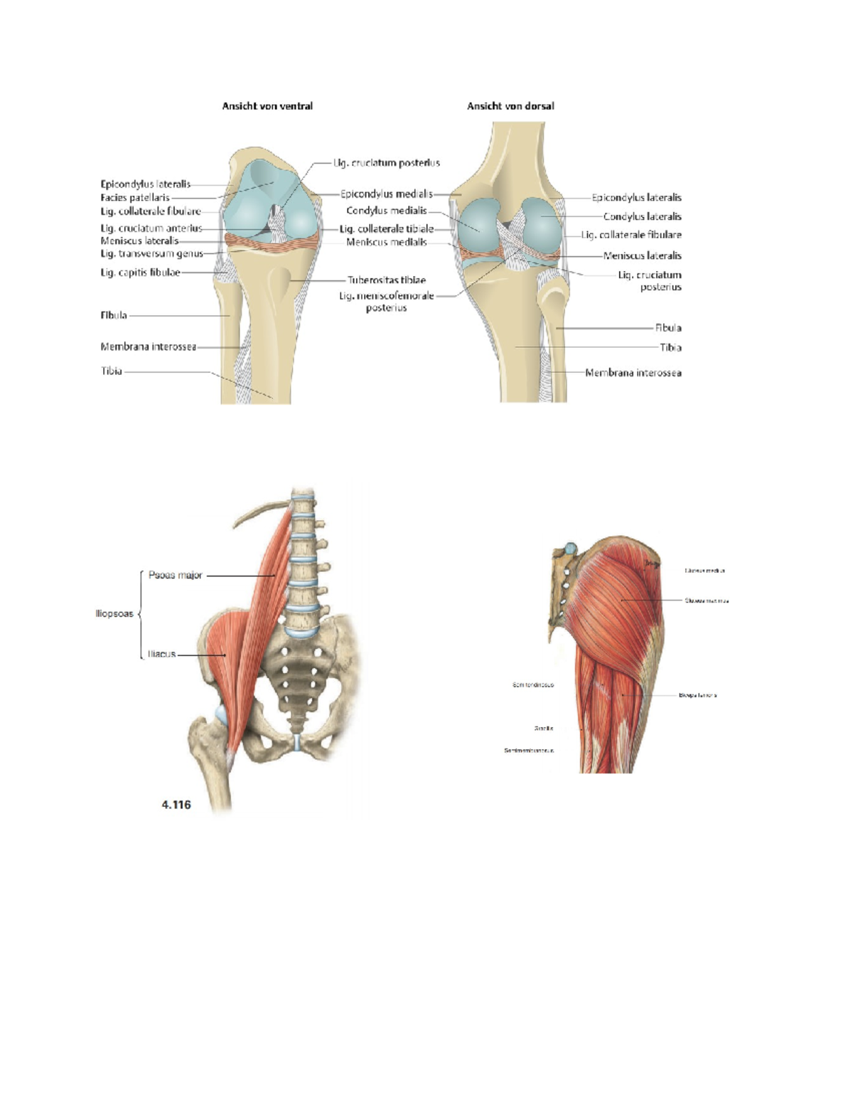 Overzicht spieren heup en bovenbeen - Thinking and Doing I - Studeersnel