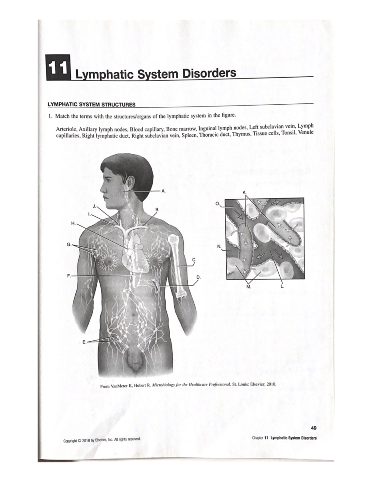 Lymphatic System Structures questions - NURS1420P - Studocu