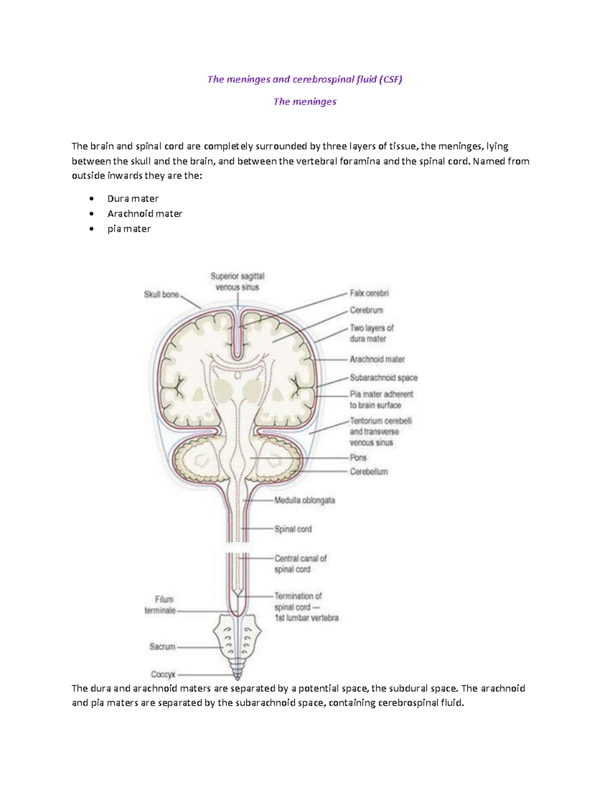 Meninges and csf - The meninges and cerebrospinal fluid (CSF) The ...