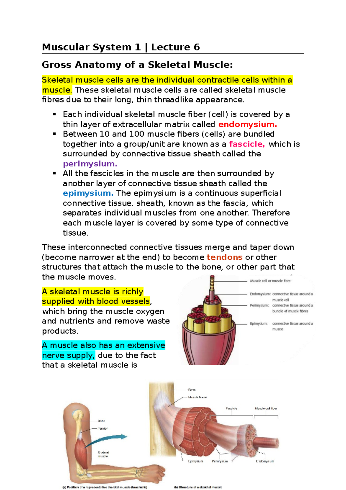 Muscular System 1 Lecture 6 - Muscular System 1 | Lecture 6 Gross ...