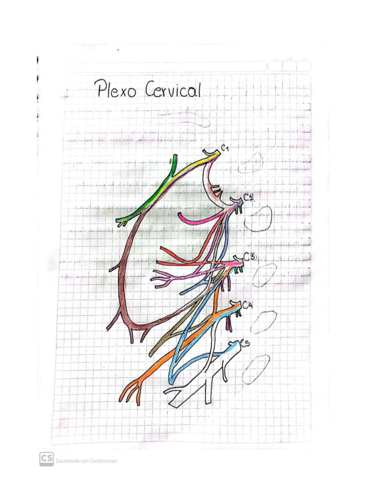 Ilustraciones plexo braquial y cervical - Plexo Cervical C1 C2 C3 CS ...