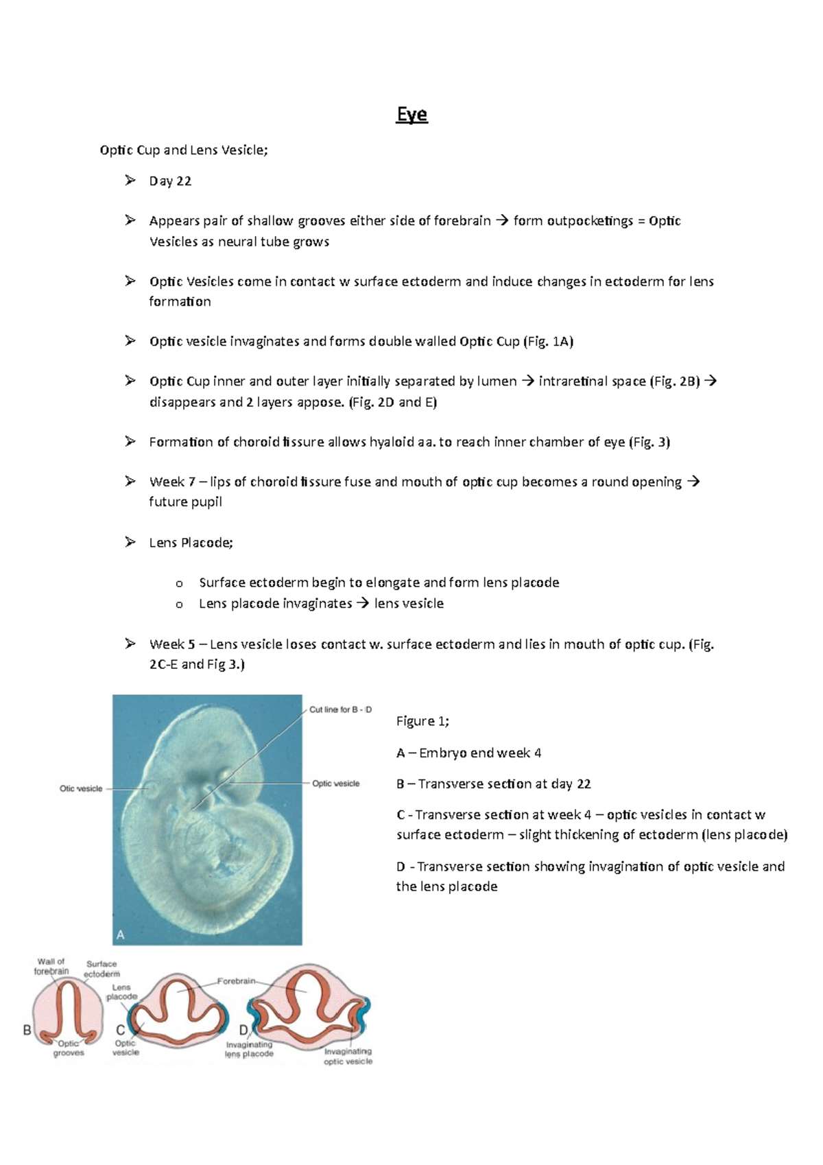 Eye - Eye - Eye Opic Cup and Lens Vesicle; Day 22 Appears pair of ...