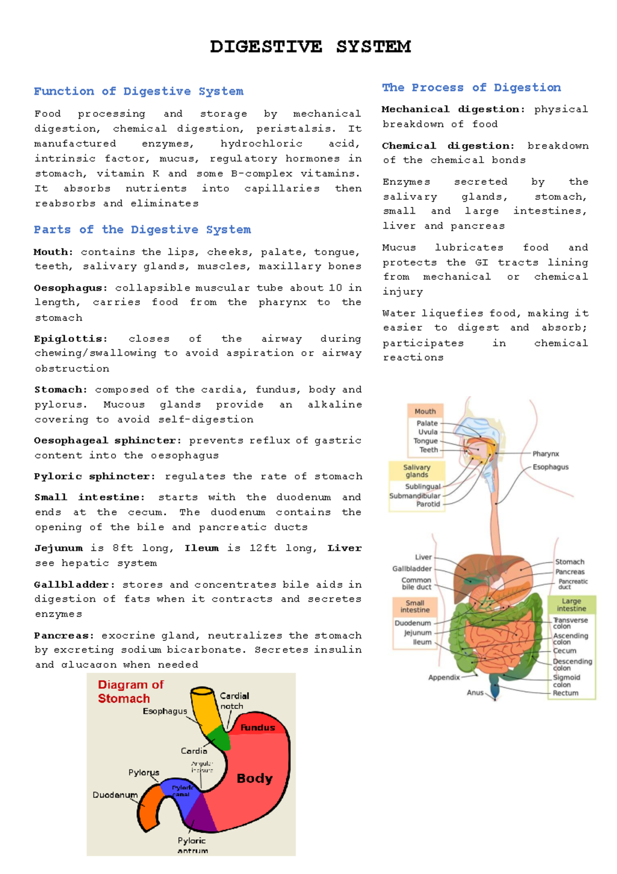 Digestive summary study guide - Function of Digestive System Food ...