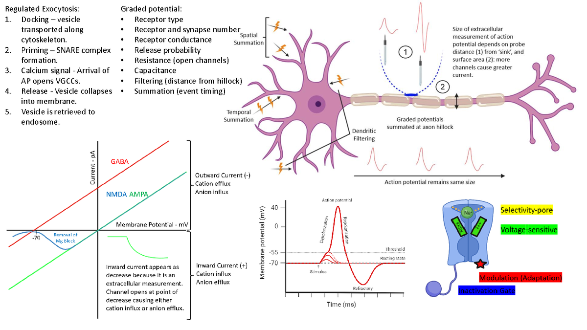 Section B Synapses - Summary Structure and Function of Nervous Systems ...