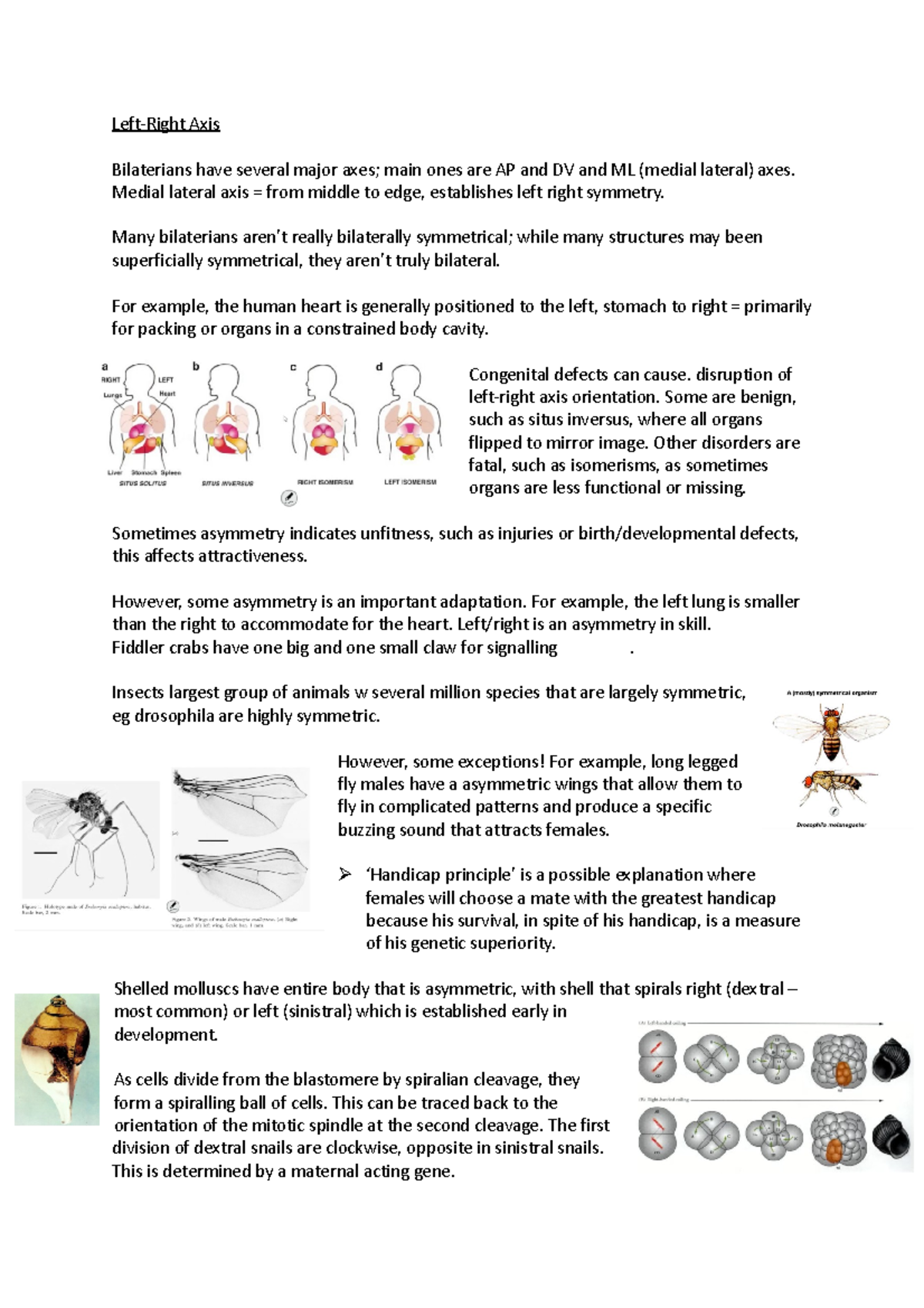 Left Right Asymmetry - Arkhat Lecture - Left-Right Axis Bilaterians ...