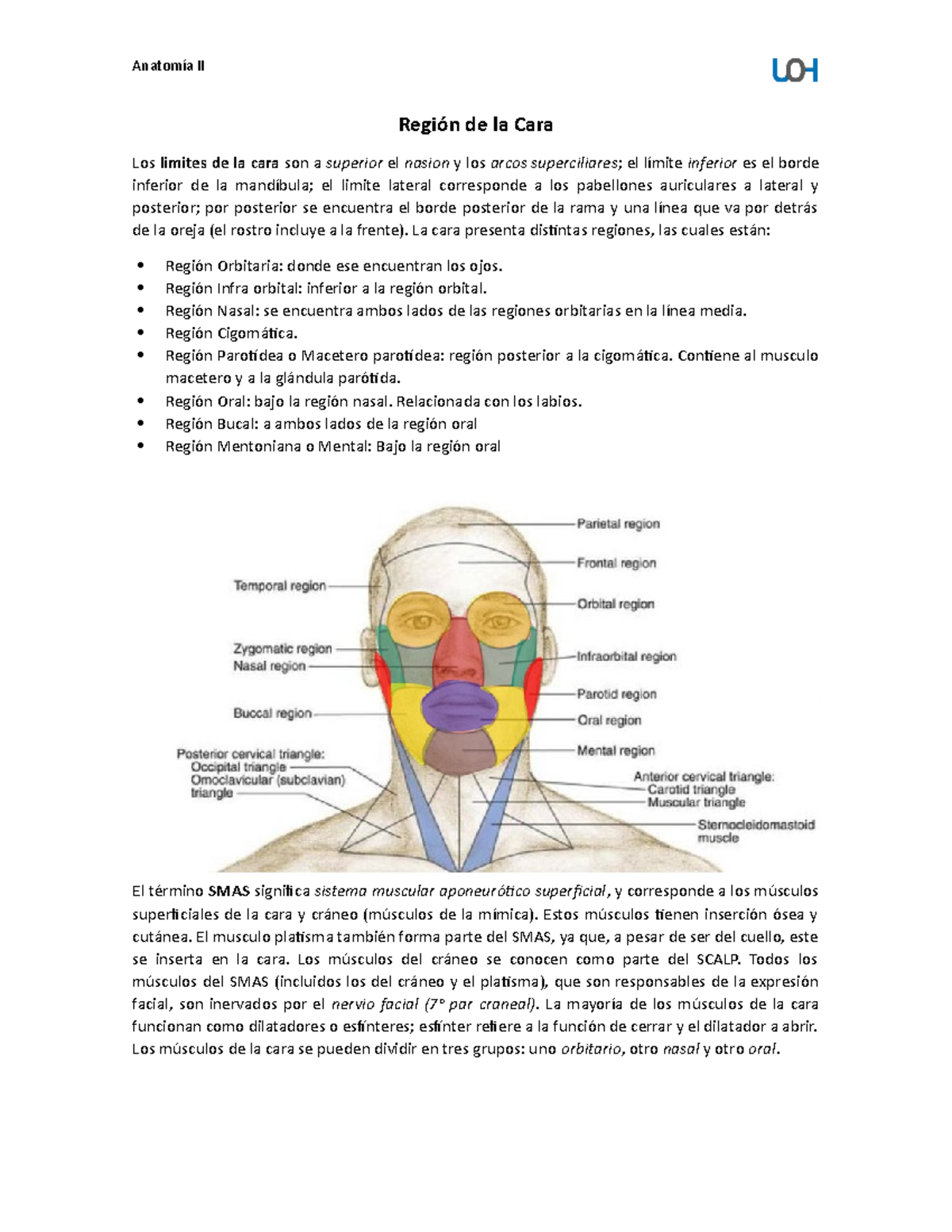 3. Region de la Cara - transcripcion anatomia - Región de la Cara Los ...