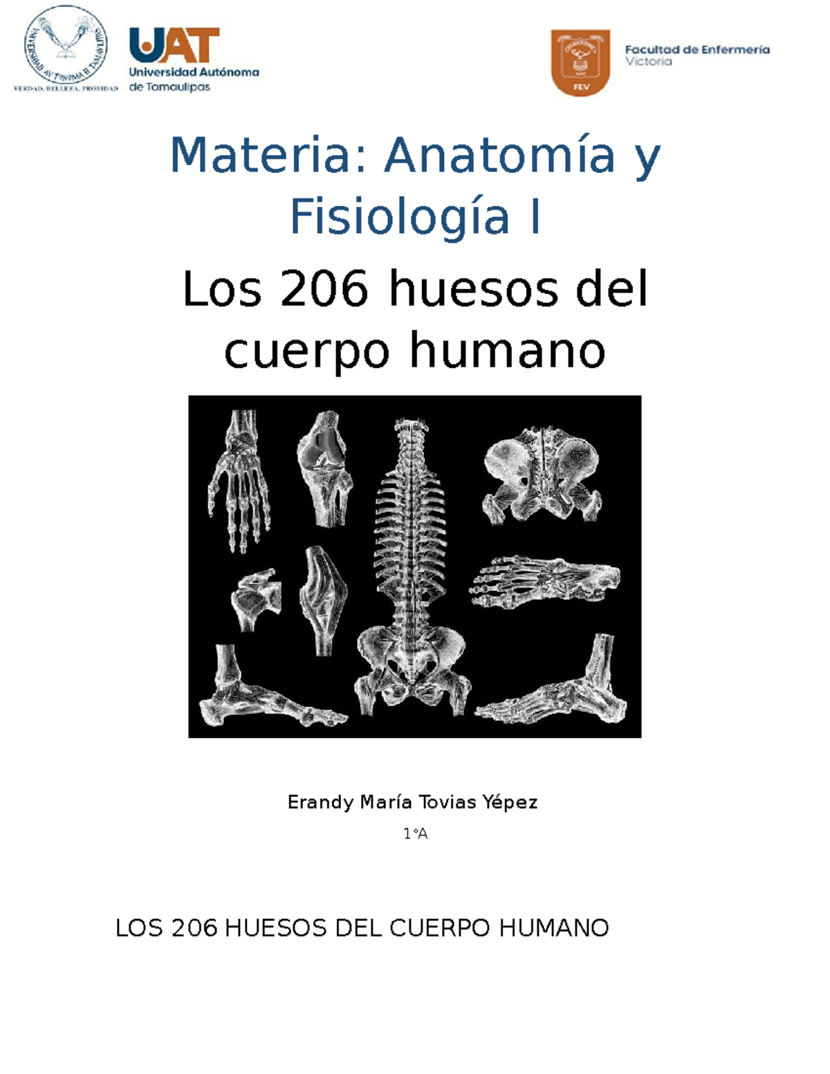 206 Huesos del cuerpo humano - Materia: Anatomía y Fisiología I Los 206 huesos del cuerpo humano ...