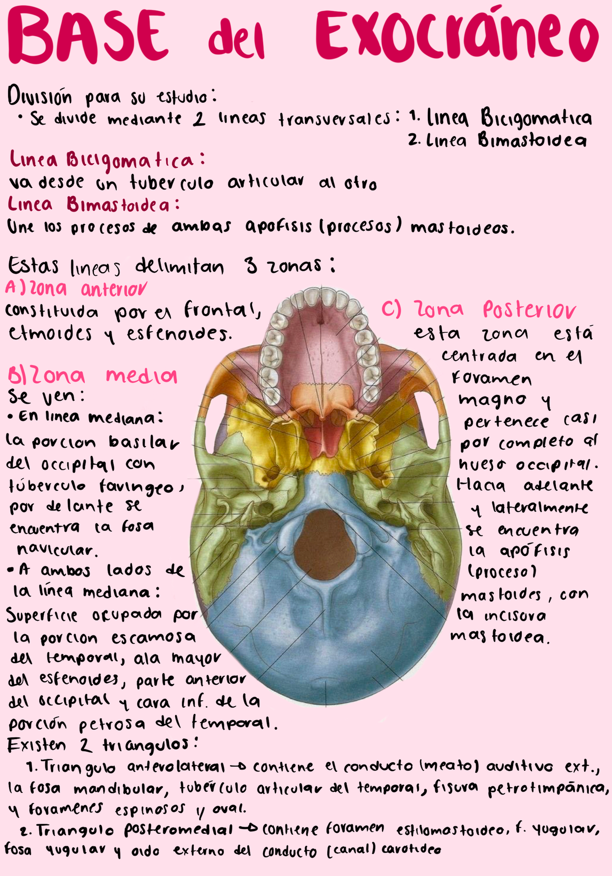 Base de exocraneo y endocraneo - BASE del Exocrance DIVISION para su ...