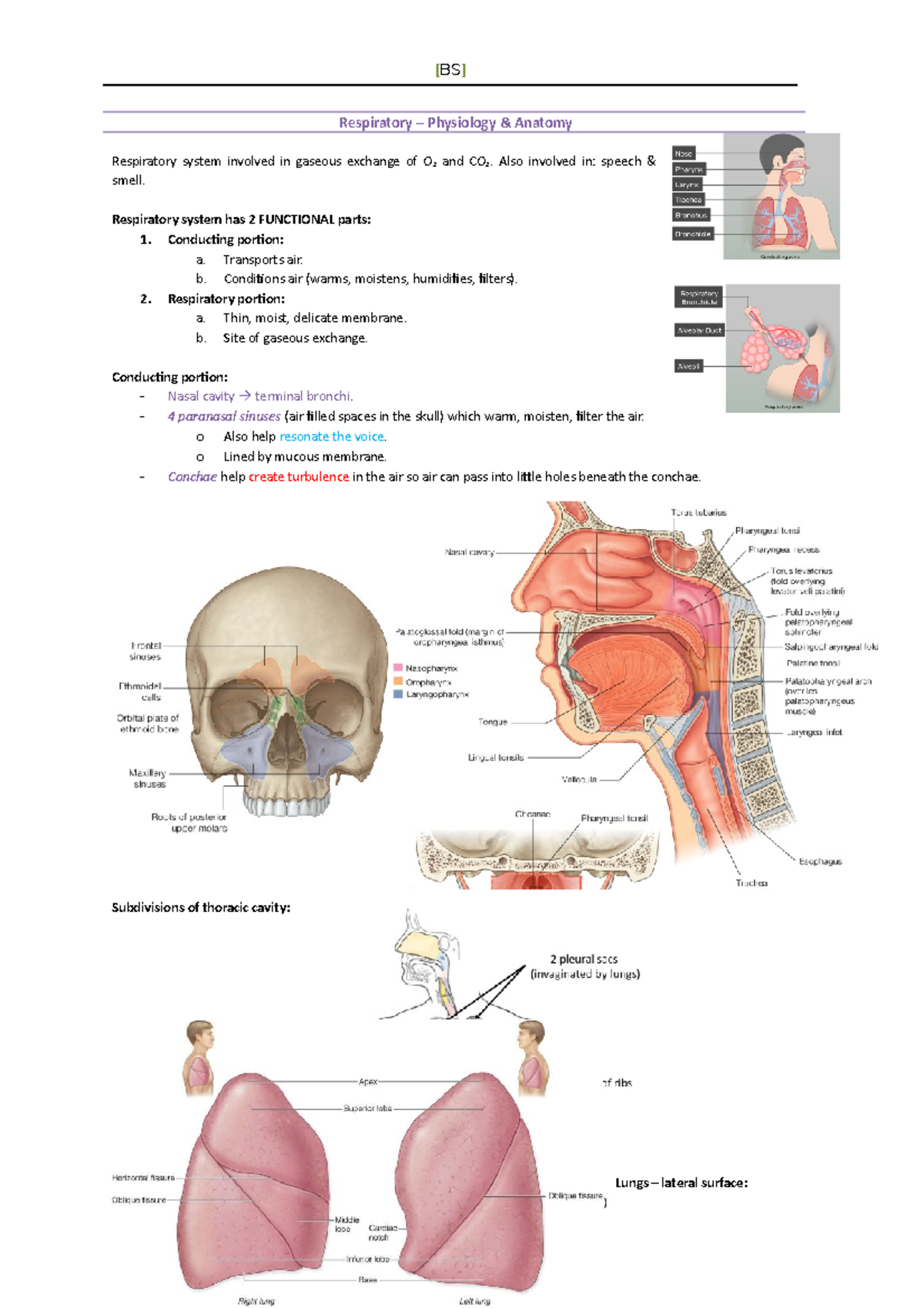 Body Systems - Respiratory System - Respiratory Physiology Anatomy ...