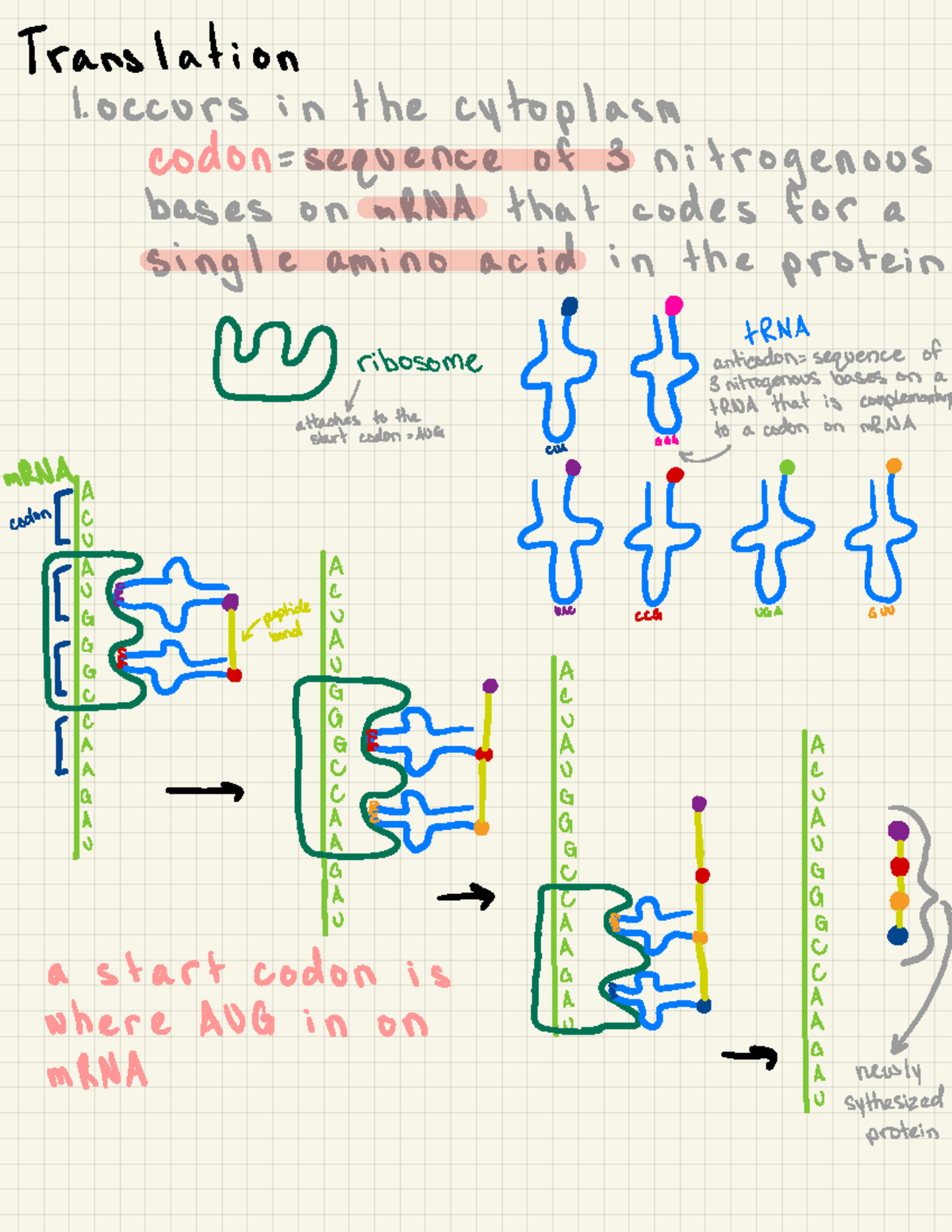 Anatomy and physiology 1 - Translation loccurs in the cytoplasm codon ...