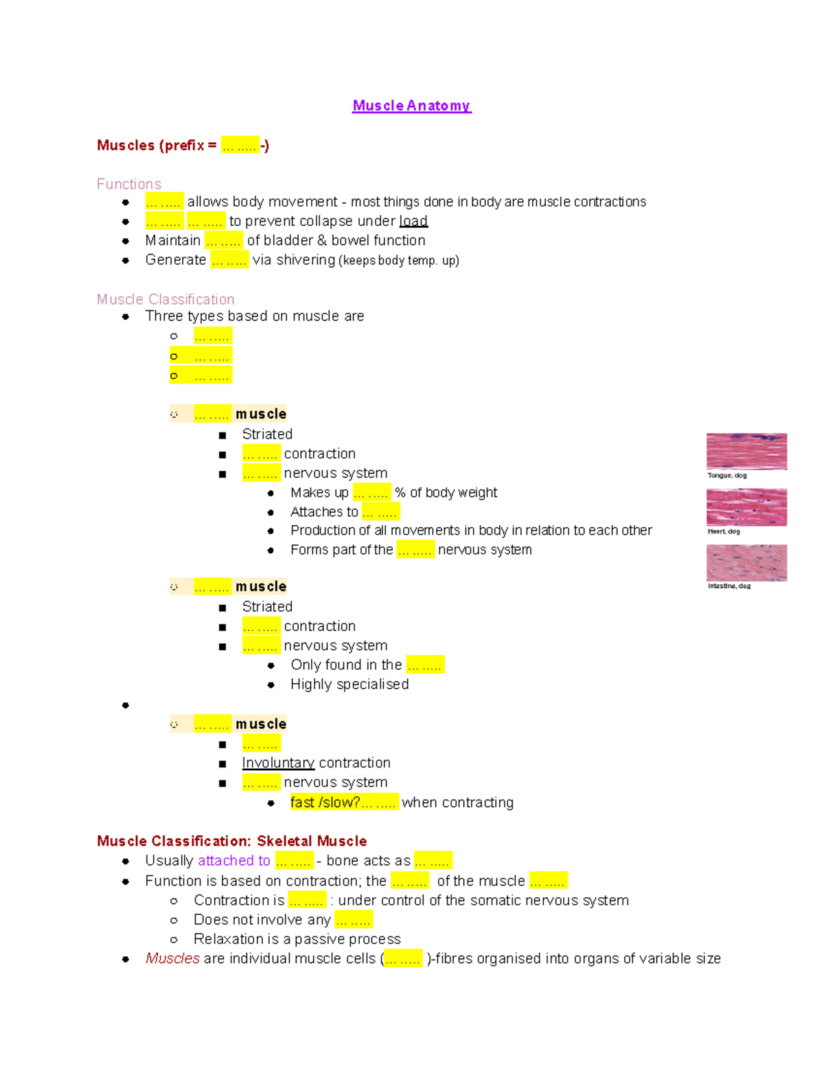 AVBS2007 Muscle anatomy Test Yourself mod 1 exam - Muscle Anatomy ...