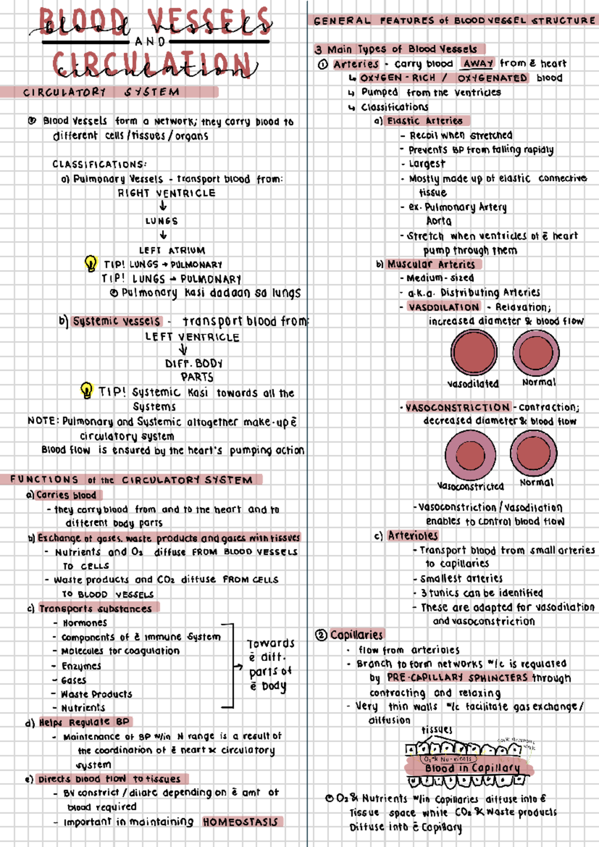 Blood Vessels 1 - Nursing - Studocu