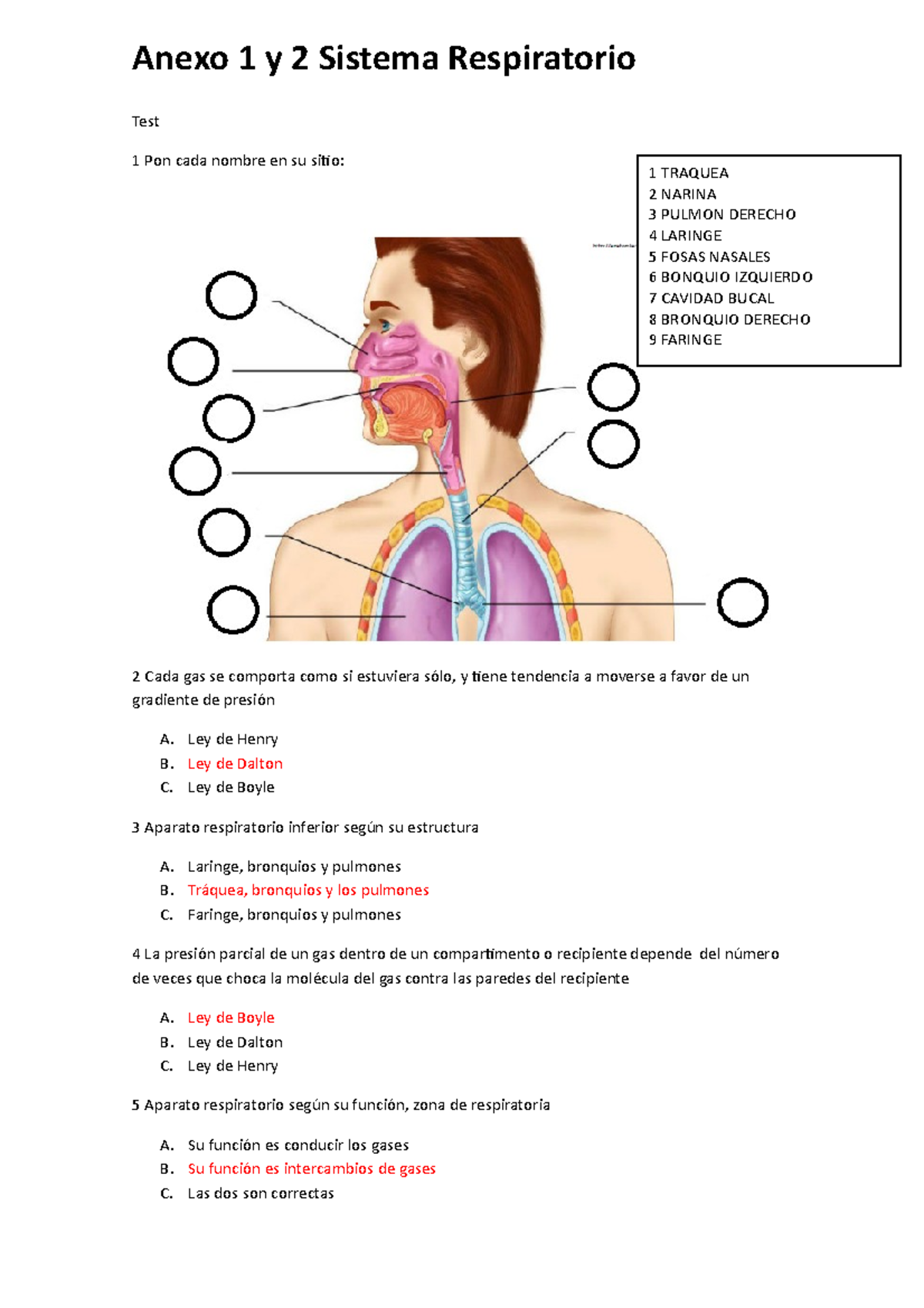 TEST 1 2 1 RESPIRATORIO ANEX RESUELTO ANATOMIA II UEM - Anexo 1 y 2 ...