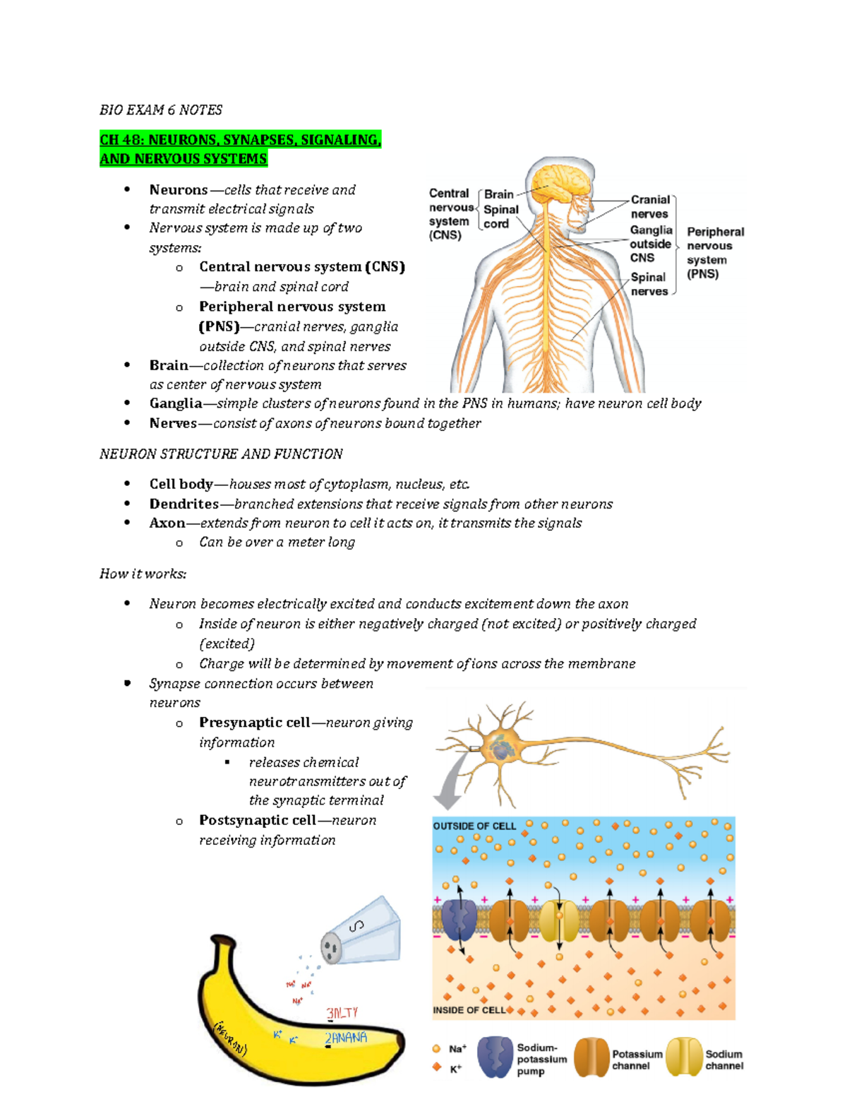 Bio Notes 6 - instructor: Juan Lopez-Bautista - BIO EXAM 6 NOTES CH 48 ...